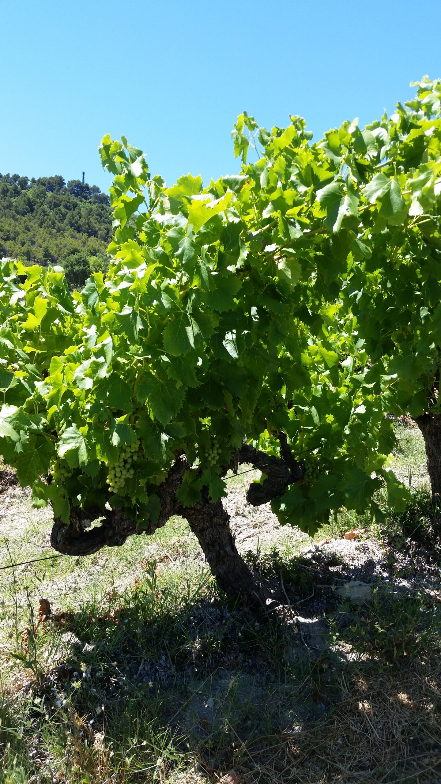 Wines – Domain des Anges